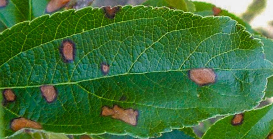 Leaf Curl On Fruit Trees Grow Great Fruit