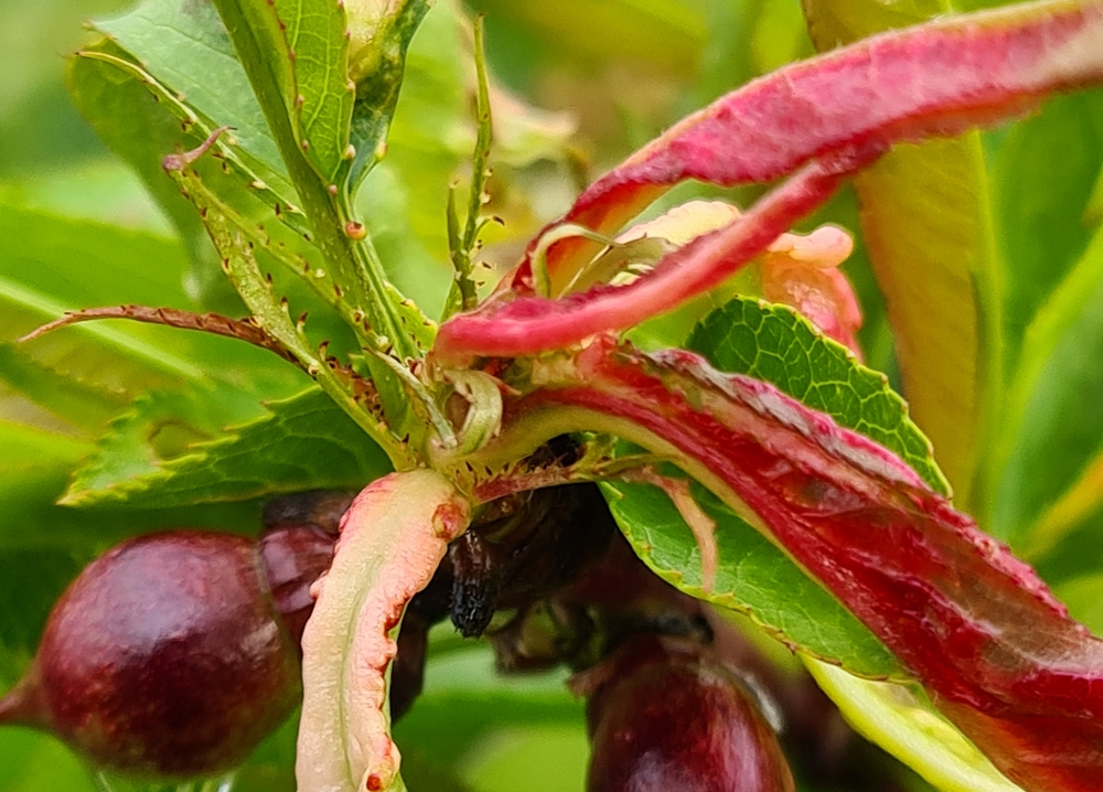 Leaf Curl On Fruit Trees Grow Great Fruit